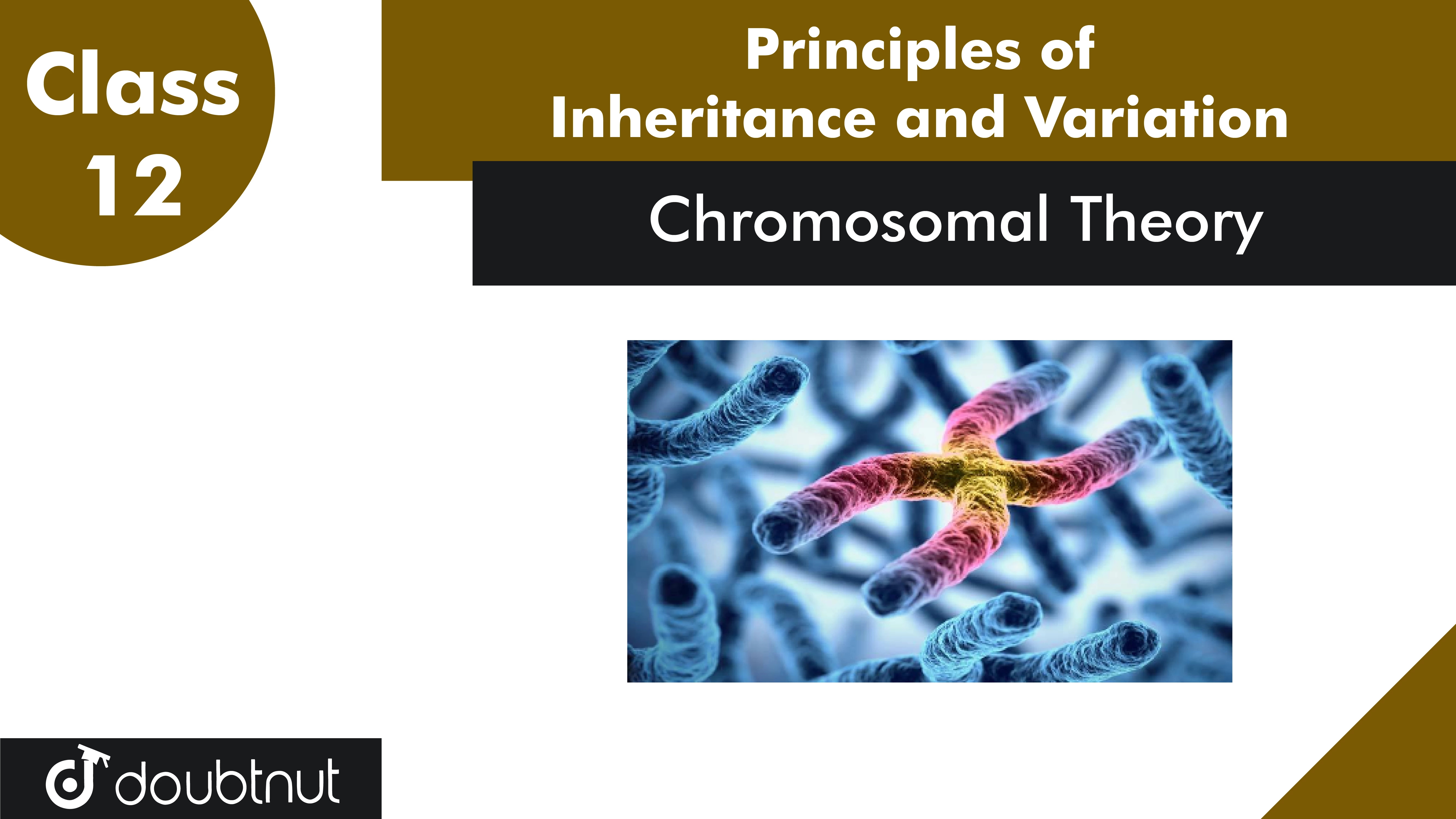 Chromosome Theory Of Inheritance The Chromosomal Basis Of Inheritance