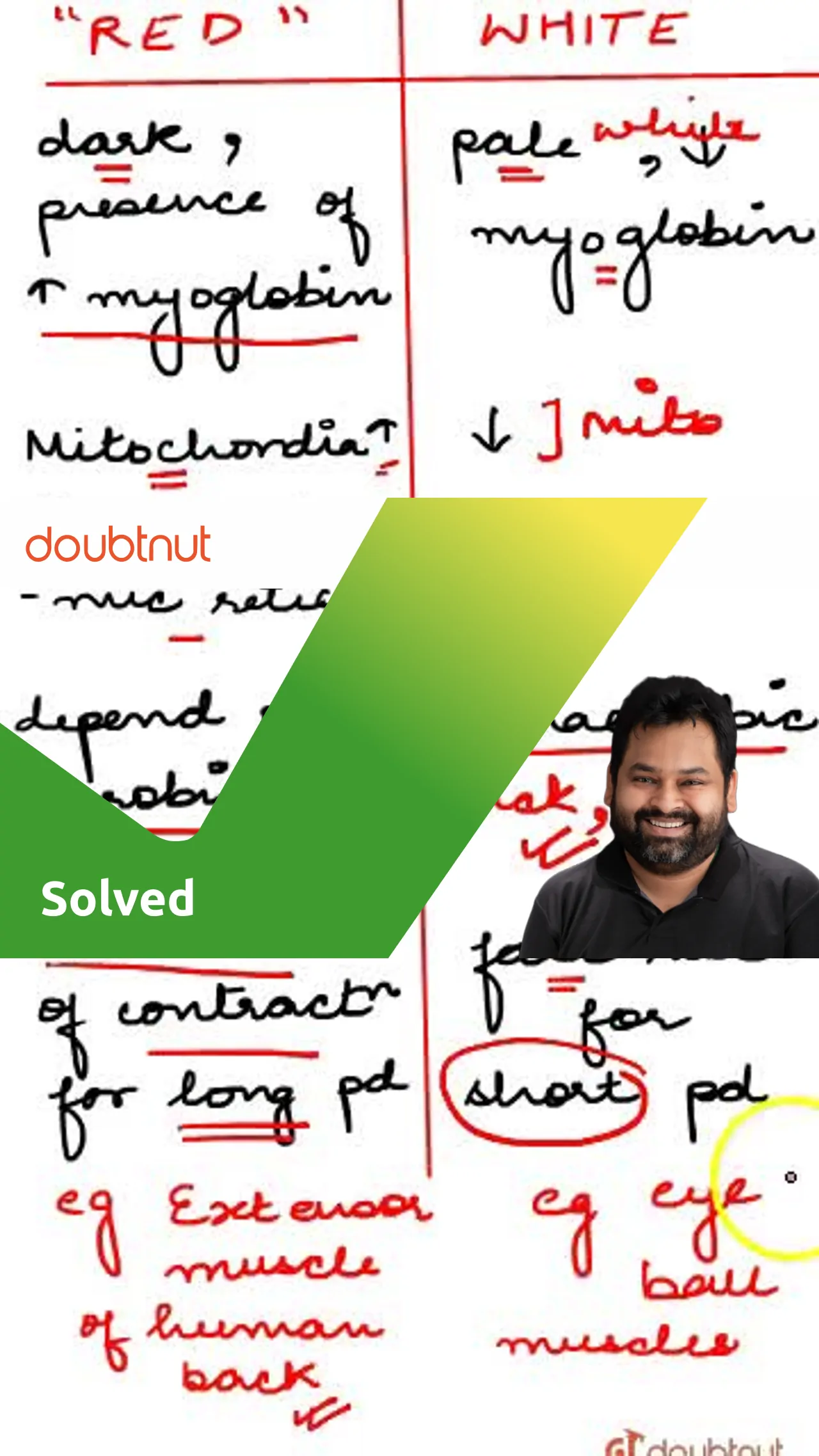 Red Muscle Fibre vs White Muscle Fibre