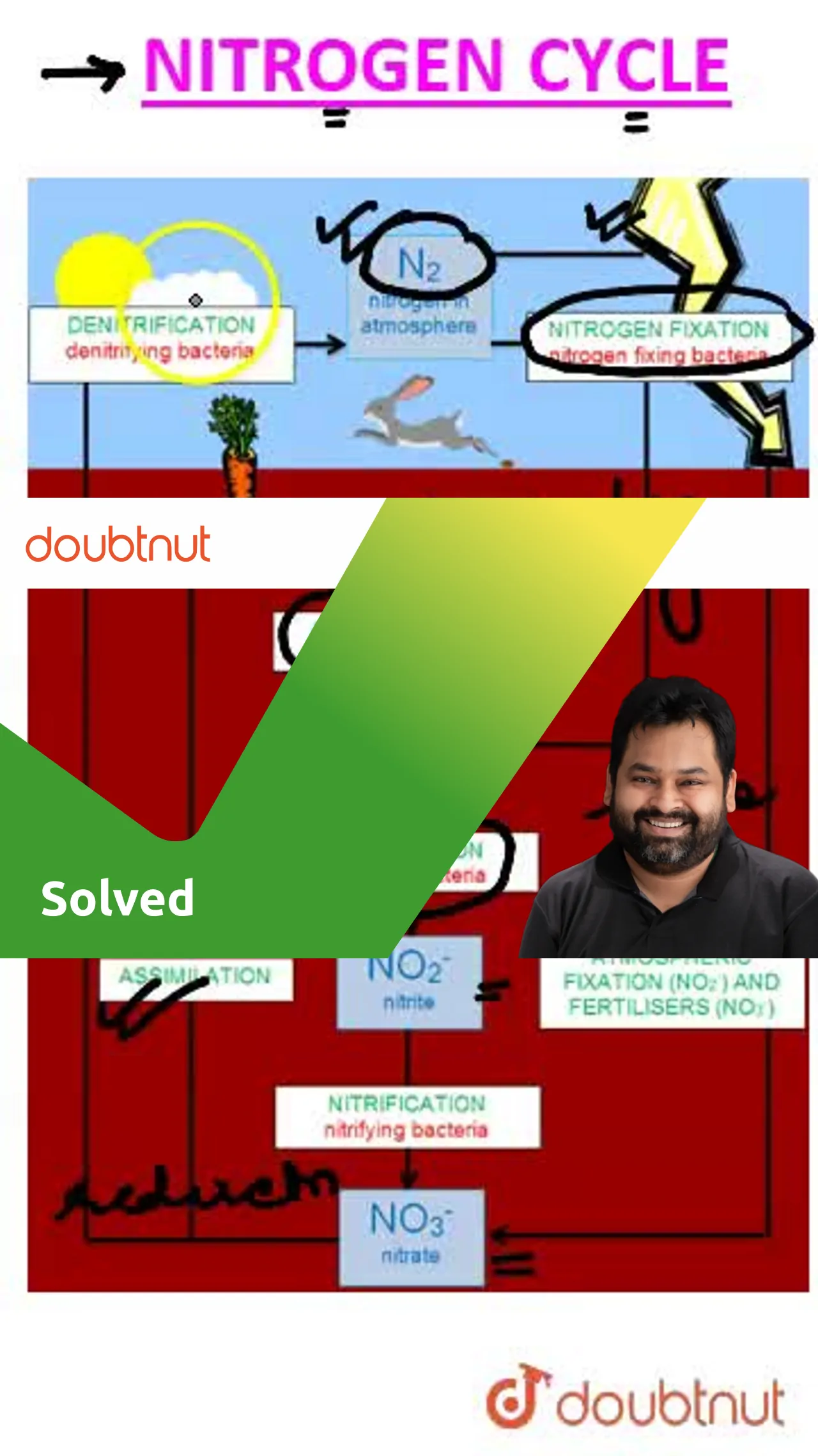 [Solved] Nitrogen Cycle