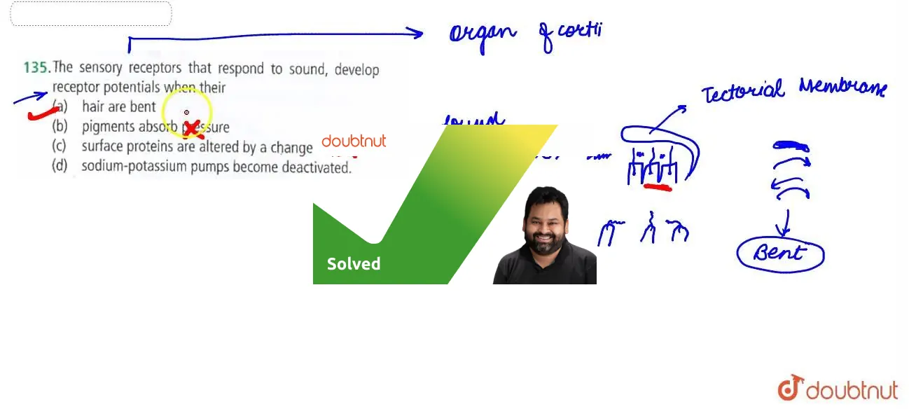 The sensory receptors that respond to sound, develop receptor potentia