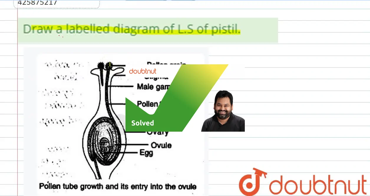[Tamil Solution] Draw a labelled diagram of L.S of pistil.