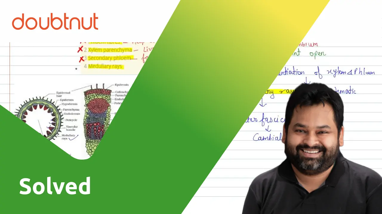 What forms the cambial ring in a dicot stem during the secondary growt