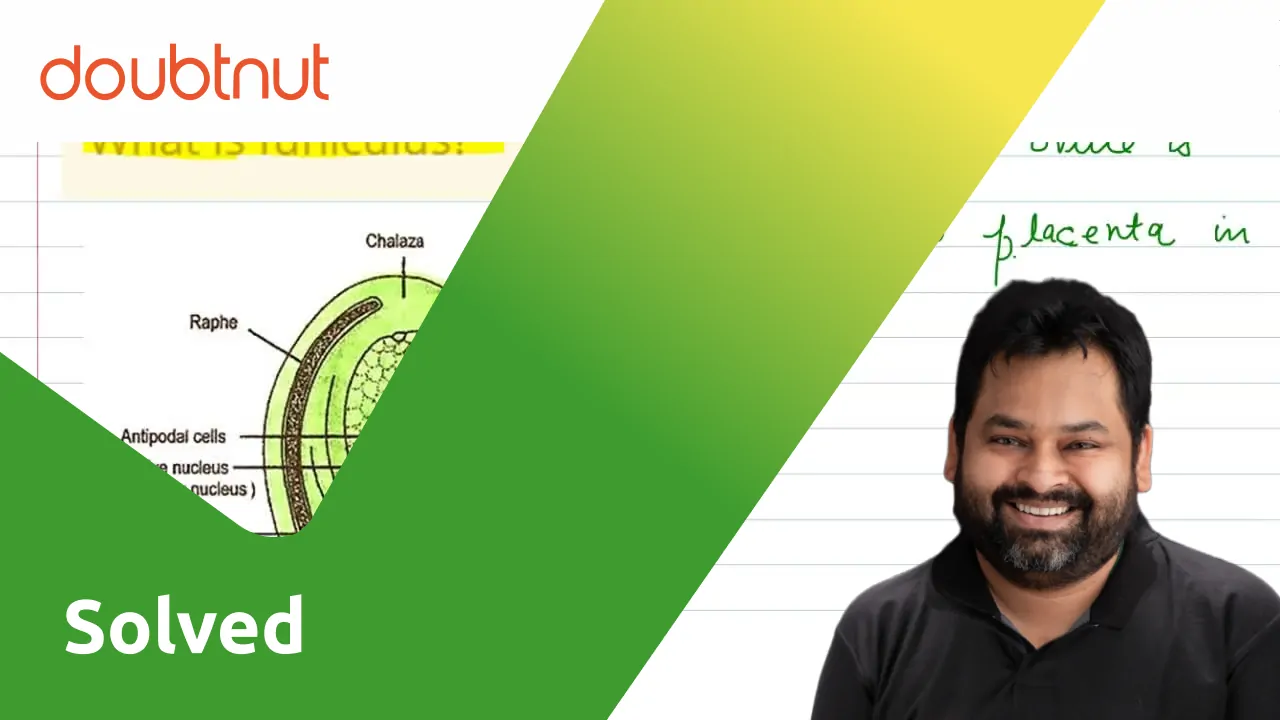 [Punjabi Solution] What is funiculus?