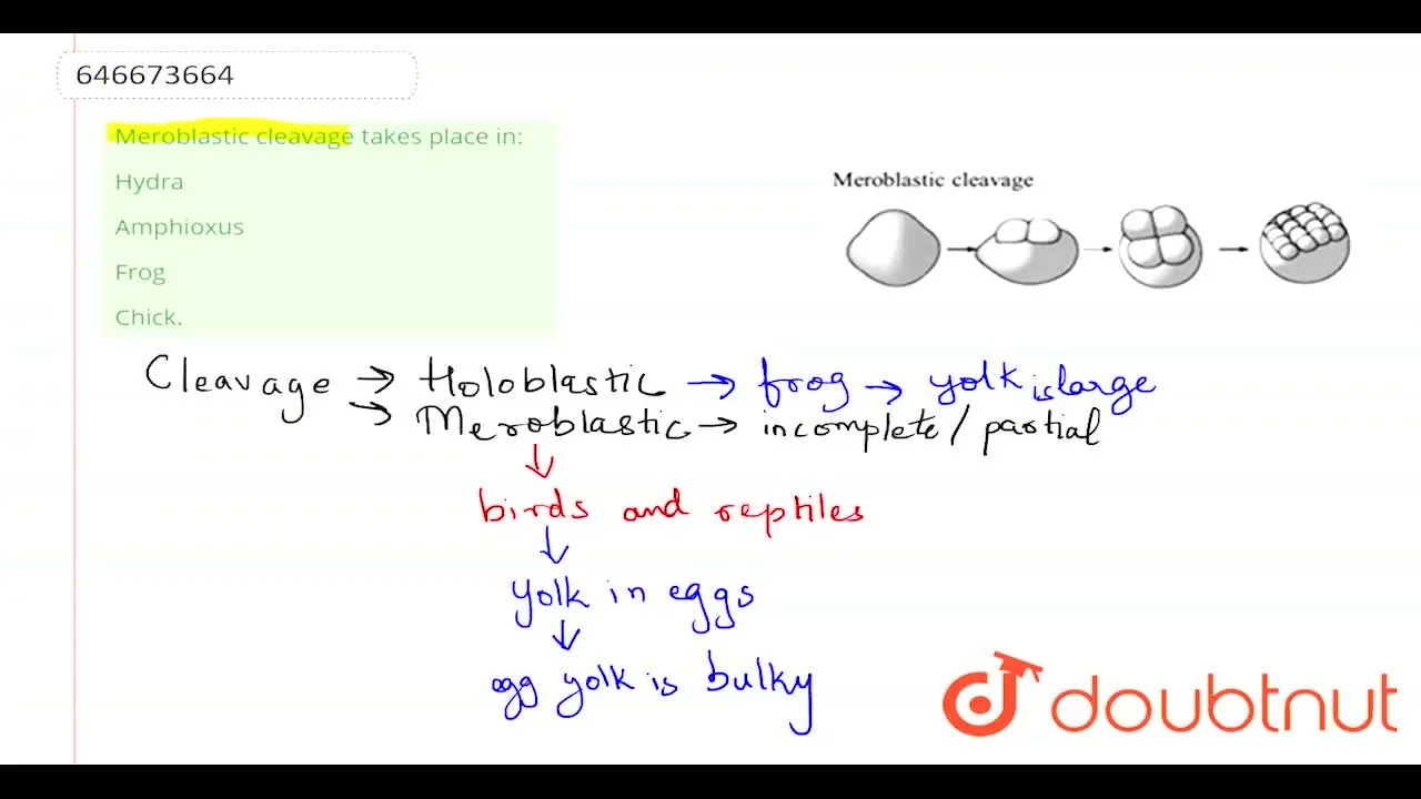 Meroblastic cleavage takes place in: