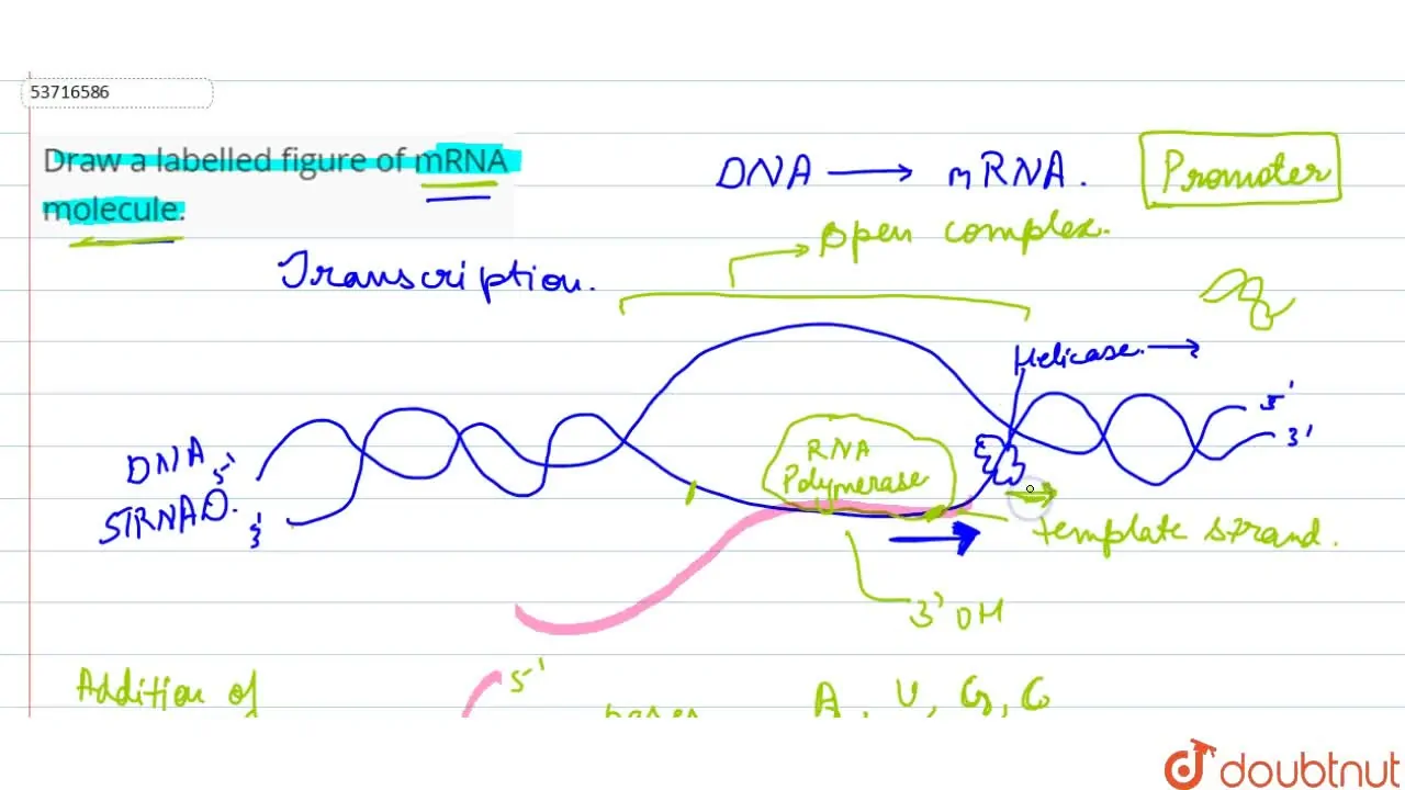 Draw a labelled figure of mRNA molecule.
