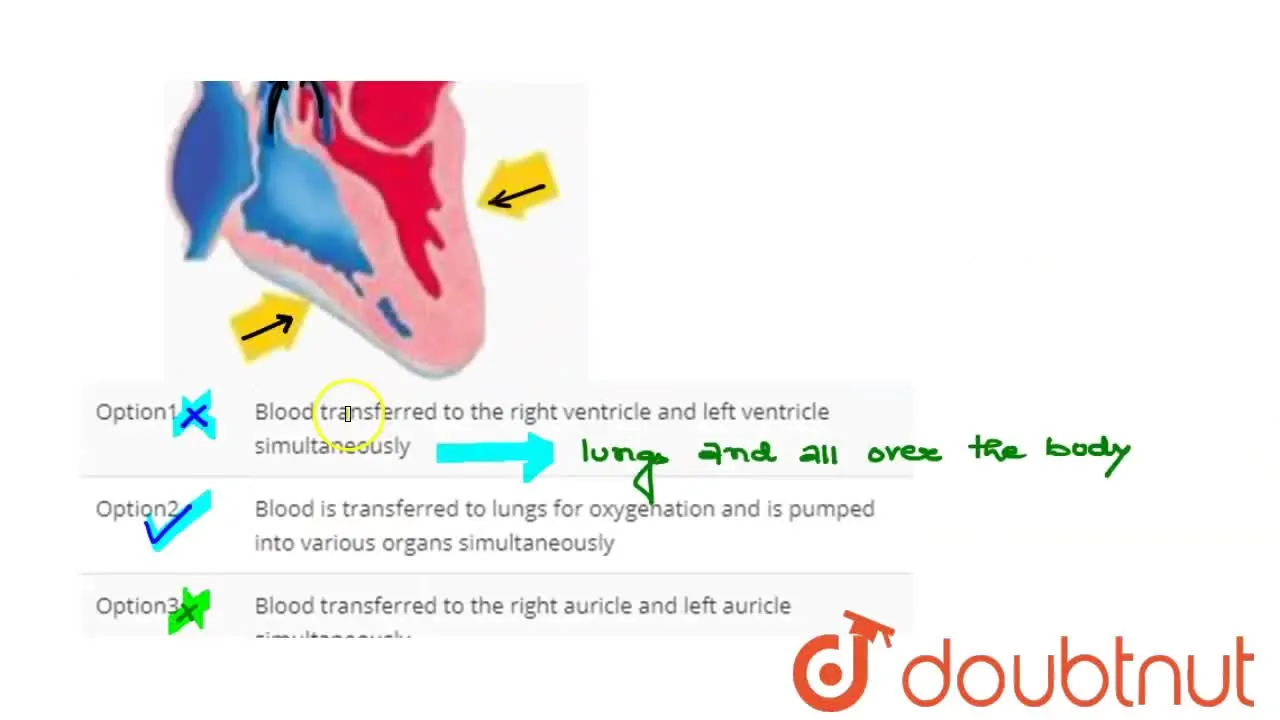 Blood transferred to the right auricle and left auricle simultaneously