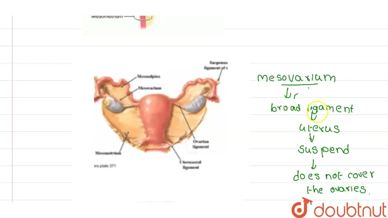 [Telugu Solution] Distinguish between mesorchium and mesovarium.