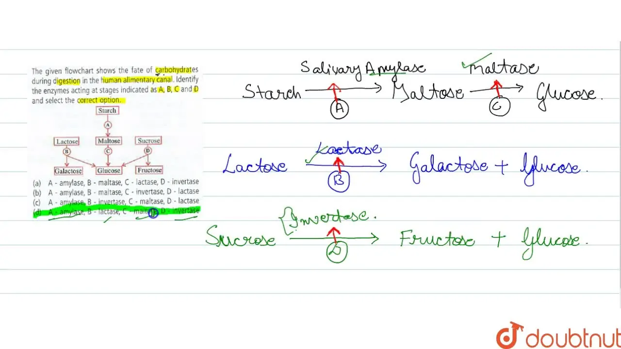 A = amylase, B = invertase, C = maltase D = lactase