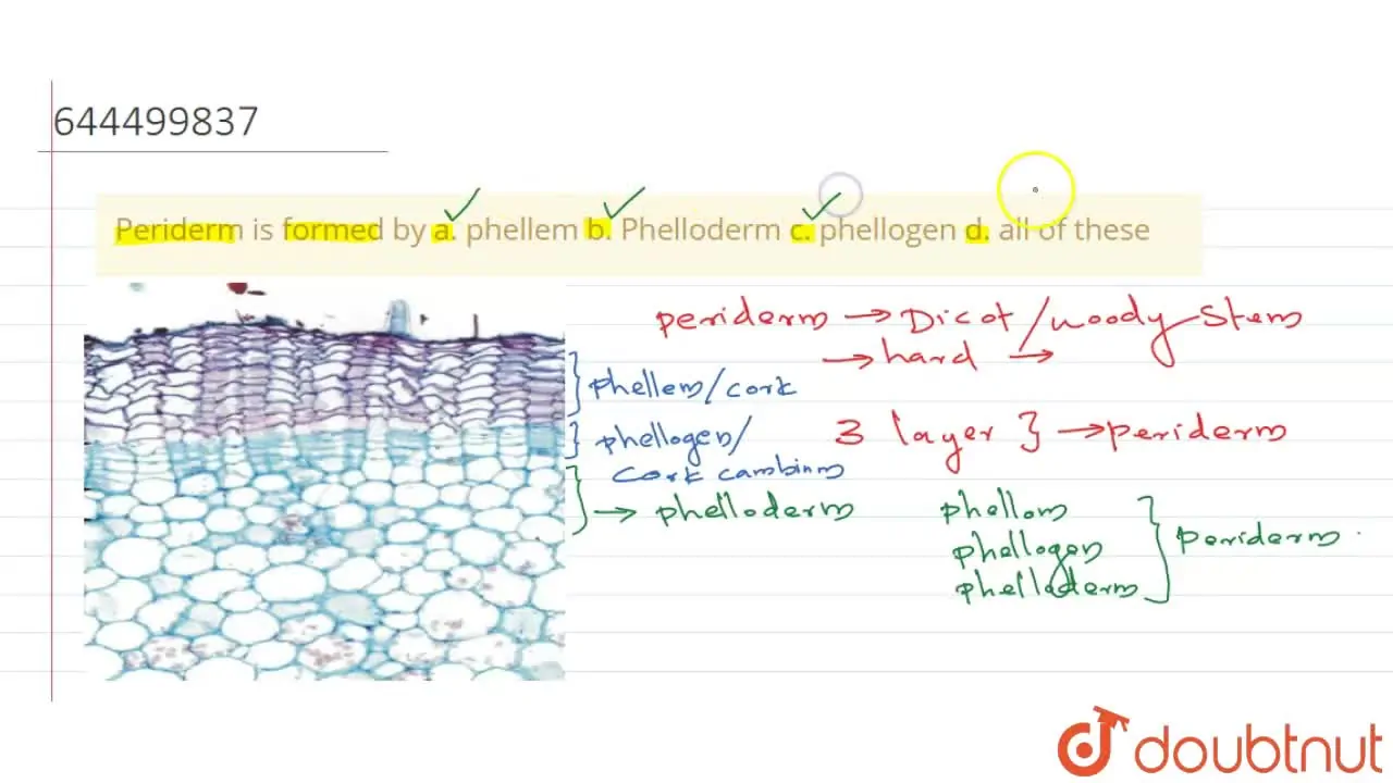 [Malayalam Solution] Periderm is formed by a. phellem b. Phelloderm