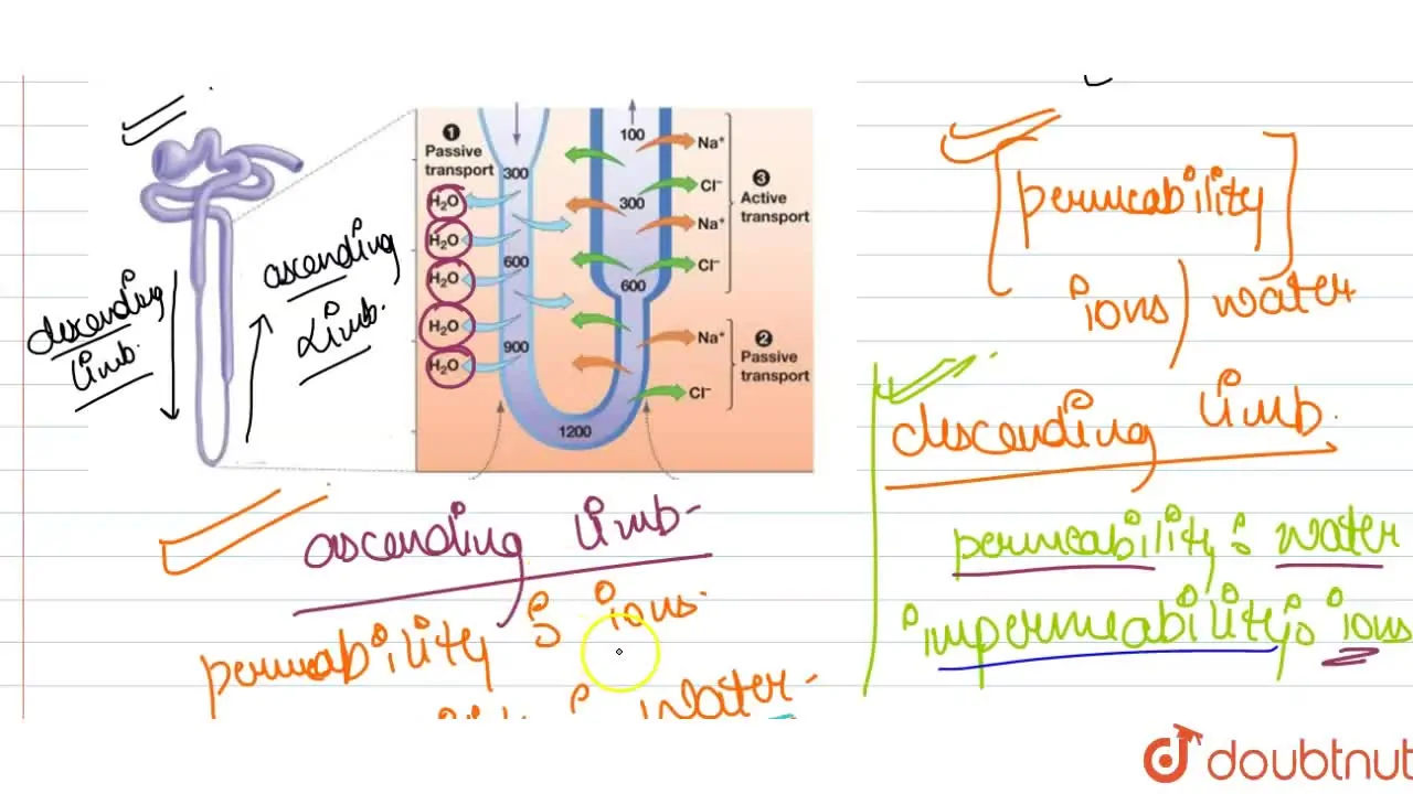 The descending limb of loop of Henle is permeable to electrolytes