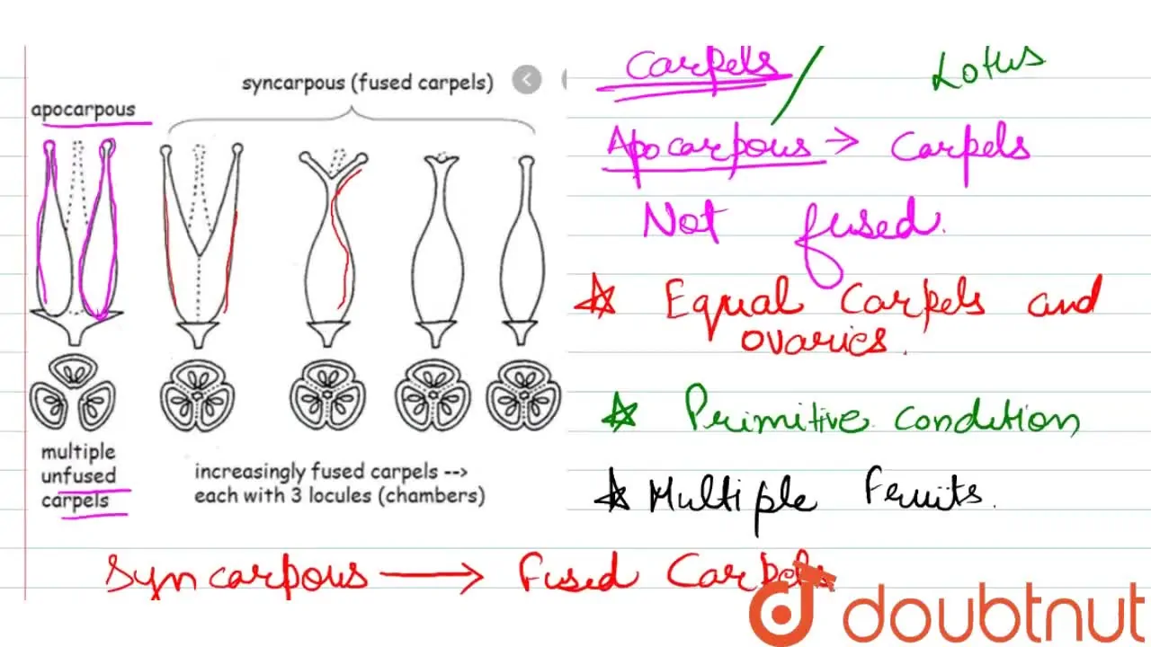 [Punjabi Solution] Differentiate between : Apocarpous and syncarpous o