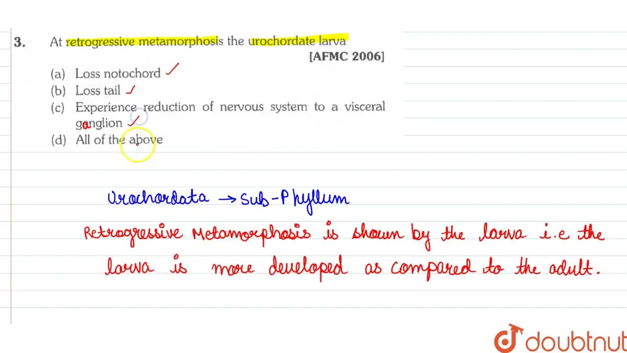 At retrogressive metamorphosis the urochordate larva