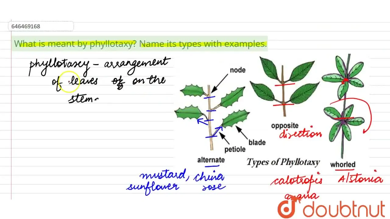 [Punjabi Solution] What is meant by phyllotaxy? Name its types with ex