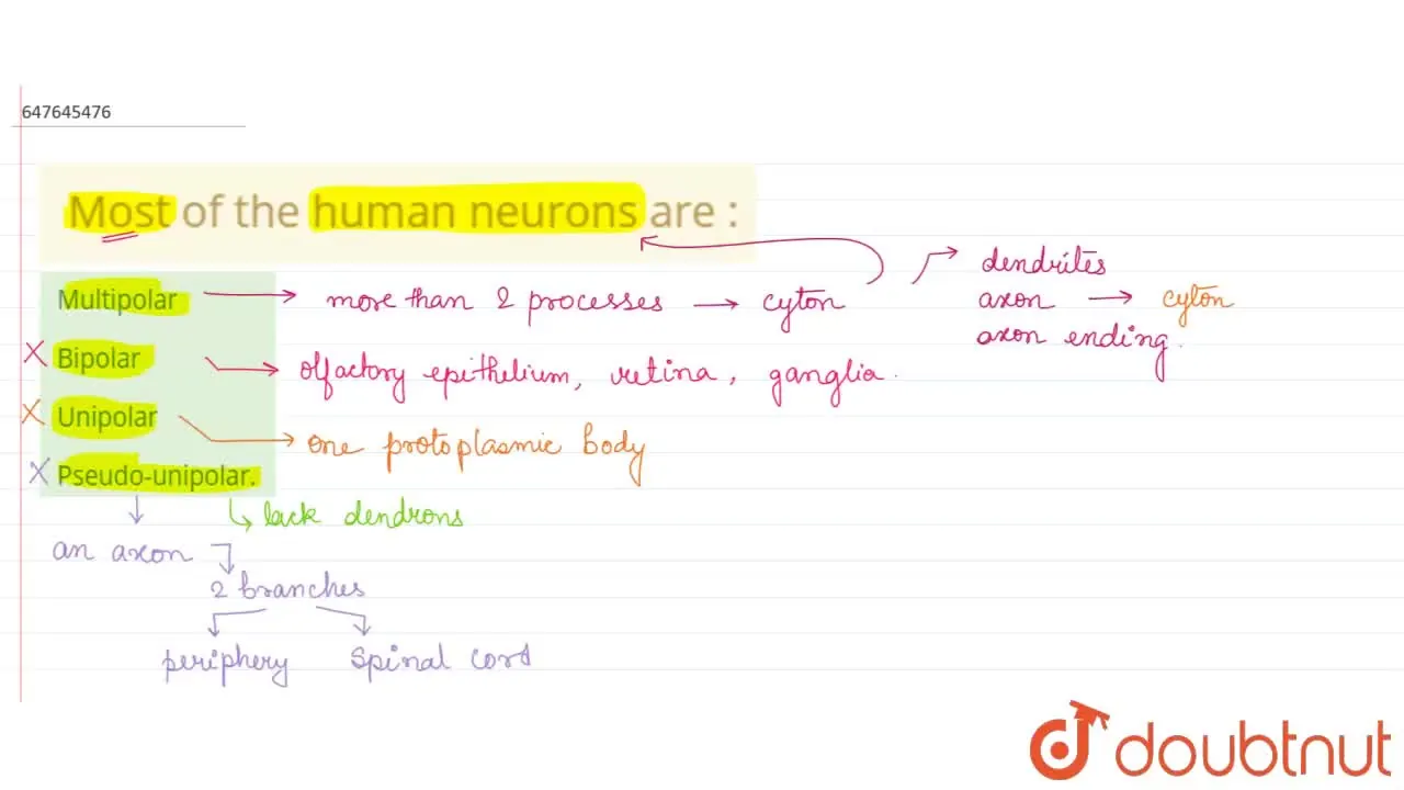 [Bengali Solution] Most of the human neurons are