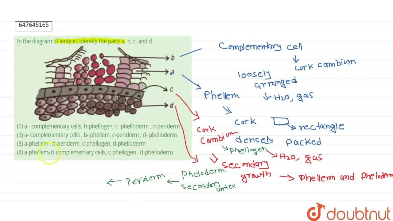 [Bengali Solution] a-phellem , b-periderm, c-phellogen, d-phelloderm