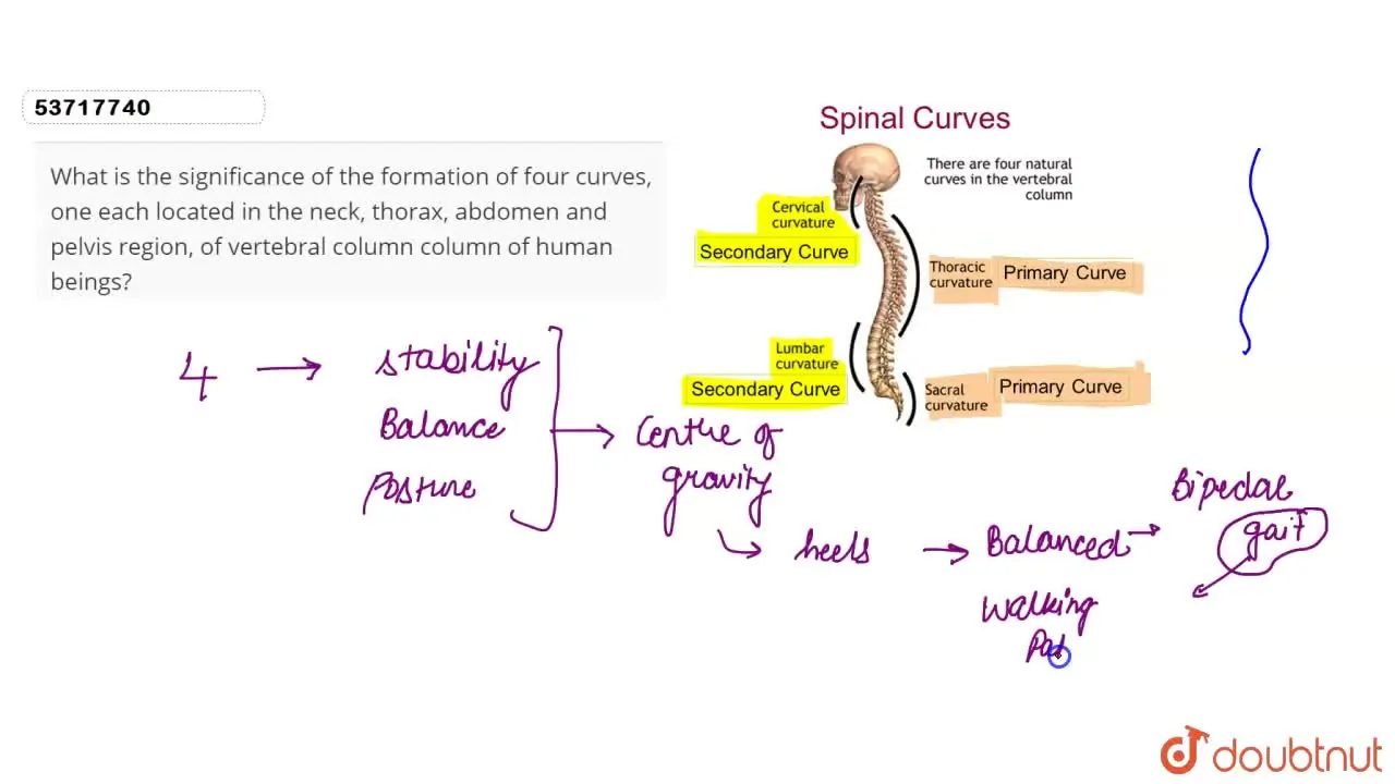 What is the significance of the formation of four curves, one each loc