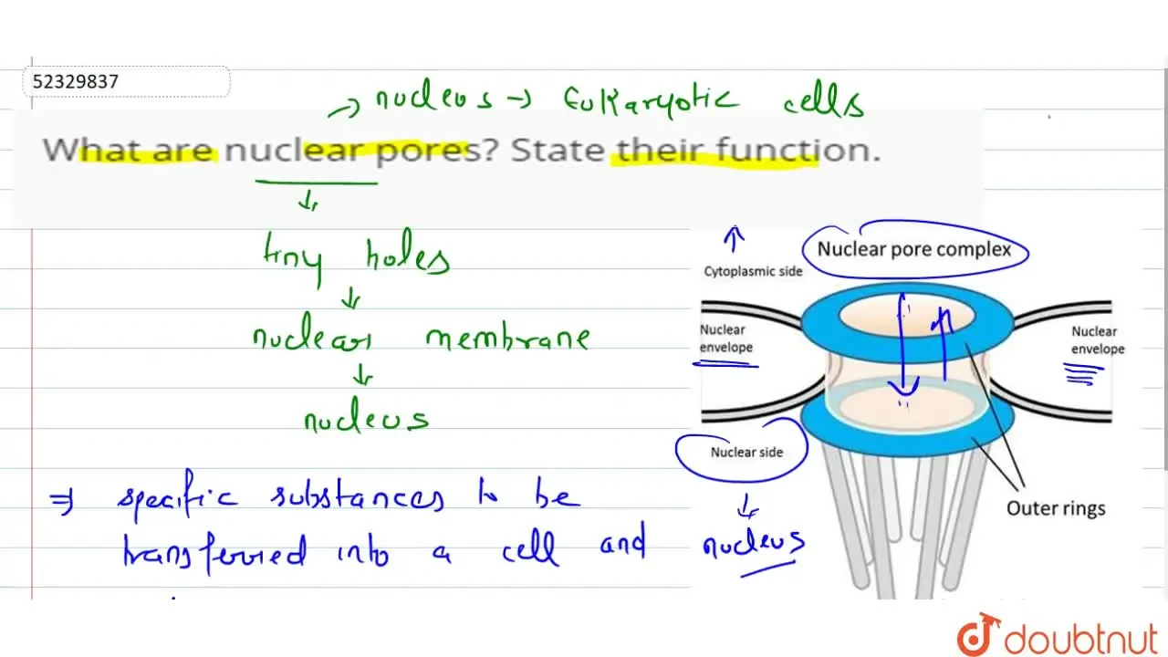 What are nuclear pores? State their function.