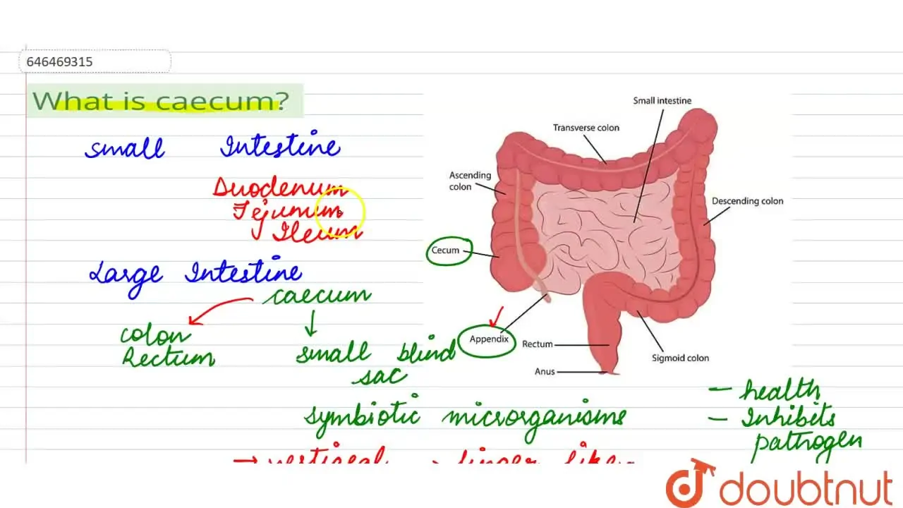 [Punjabi Solution] What is caecum?