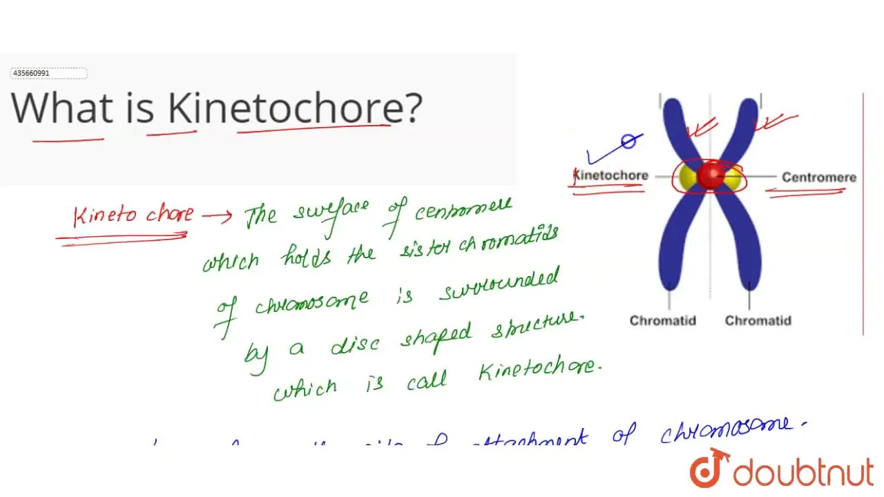 What is Kinetochore?