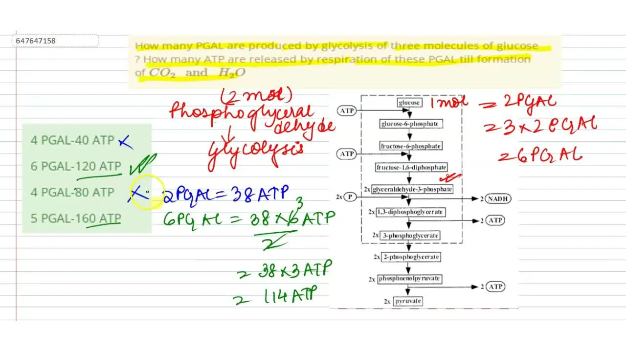 [Bengali Solution] How many PGAL are produced by glycolysis of three m
