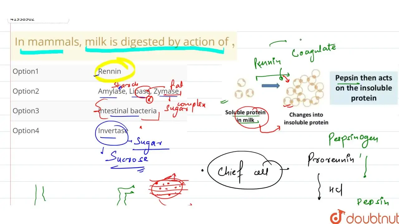 In mammals, milk is digested by the action of