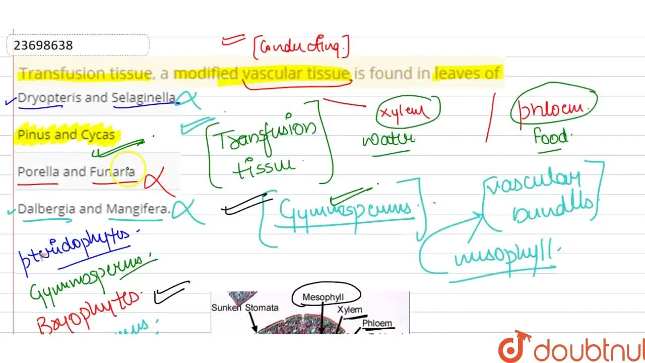 Transfusion tissue, a modified vascular tissue is found in leaves of