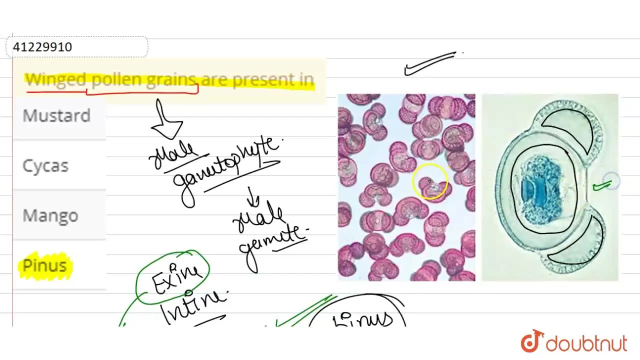 Winged pollen grains are present in