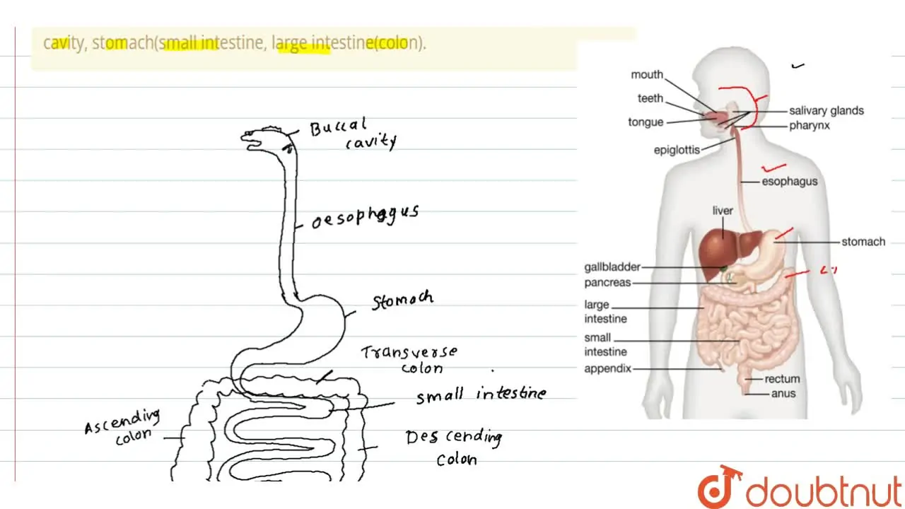 Draw a diagram of human alimentary canal and label on it: Oesophagus,