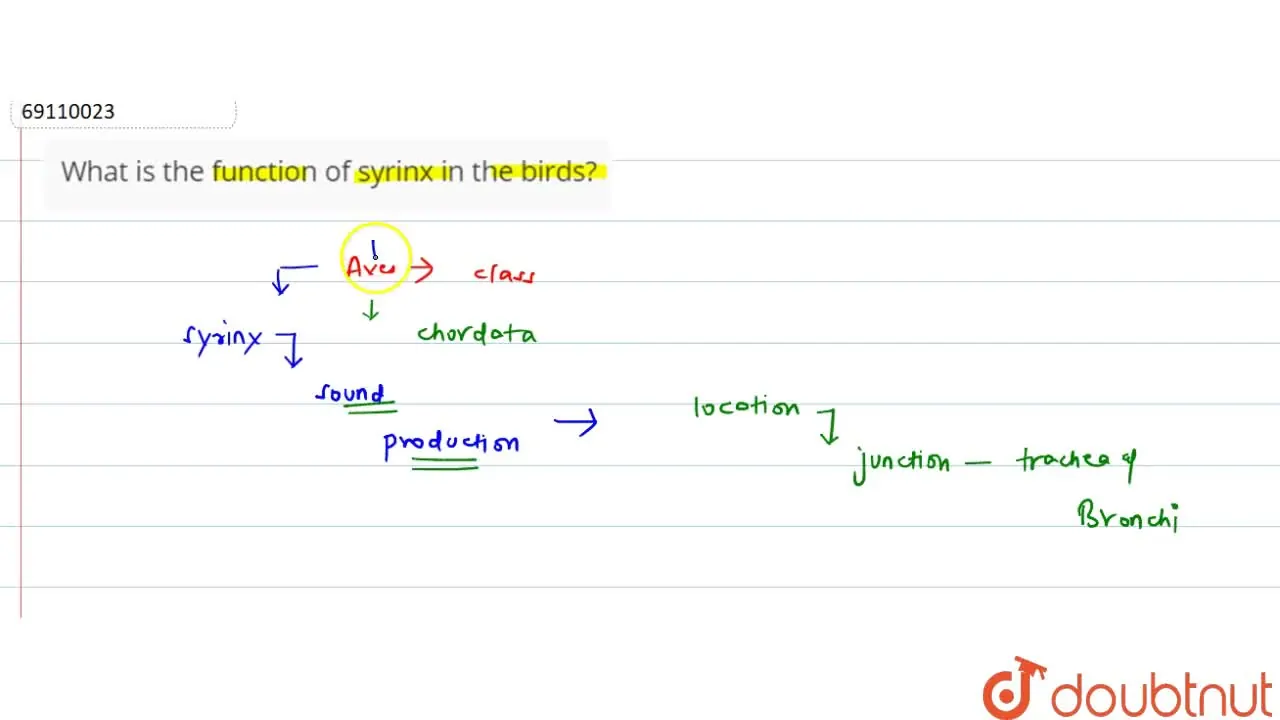 What is the function of syrinx in the birds?