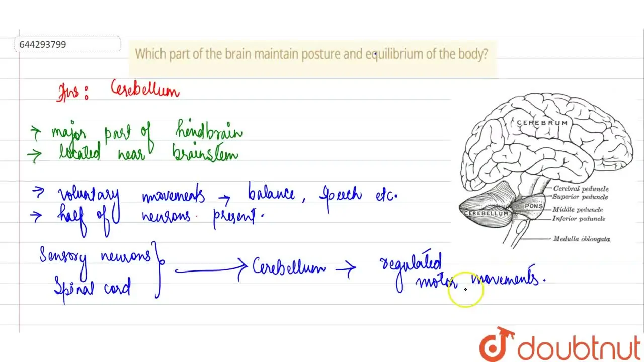 [Assamese Solution] Which part of the brain maintain posture and equil