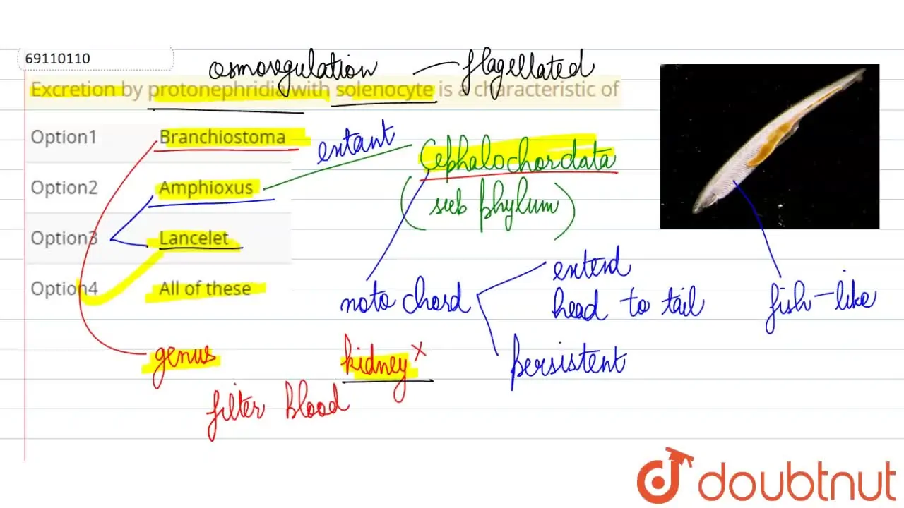 Excretion by protonephridia with solenocyte is a characteristic of