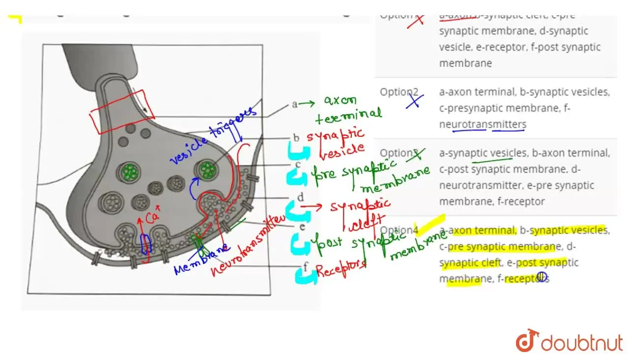 a-synaptic vesicles, b-axon terminal, c-post synaptic membrane, d-neur