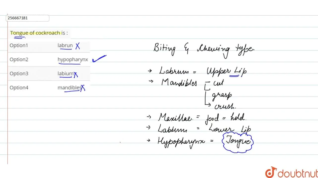 Tongue of cockroach is