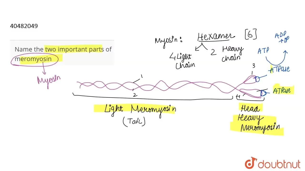 Name the two important parts of meromyosin
