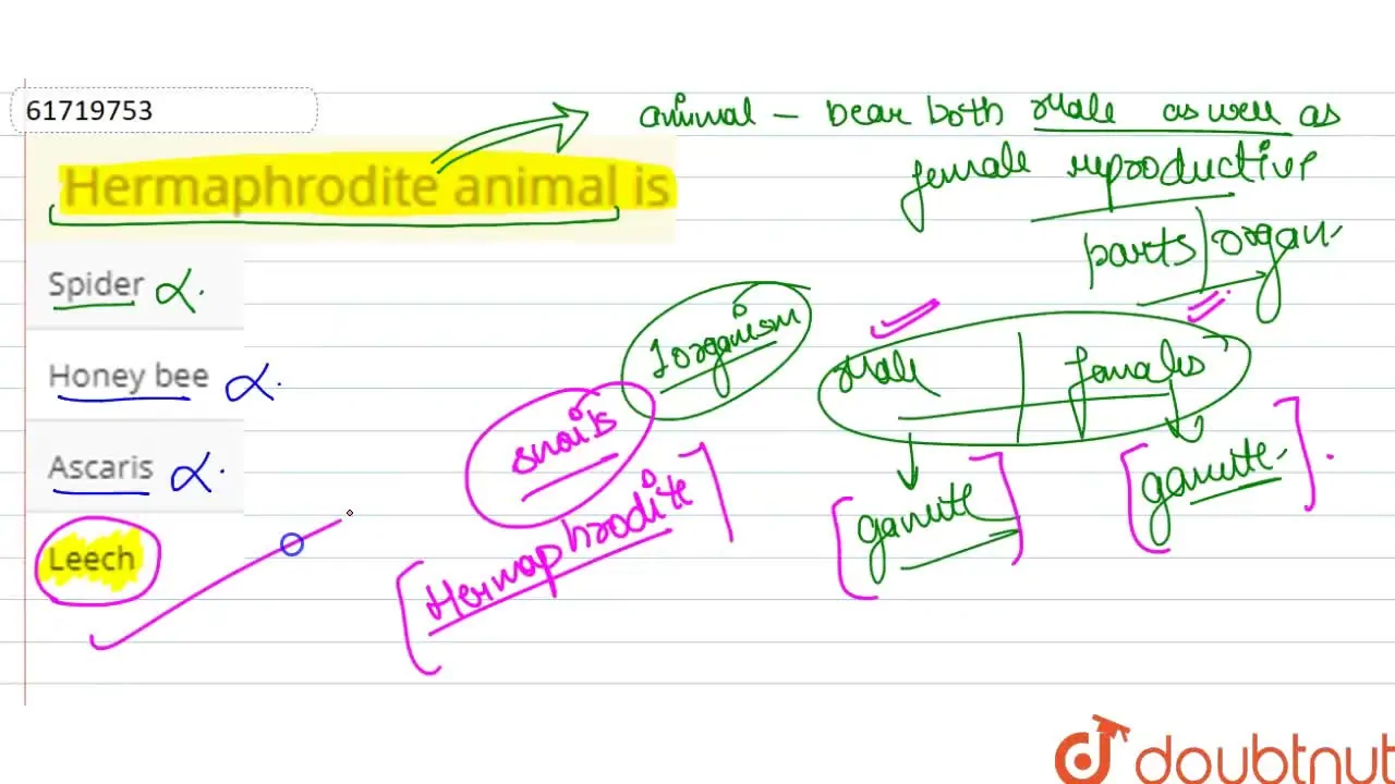 Hermaphrodite animal is