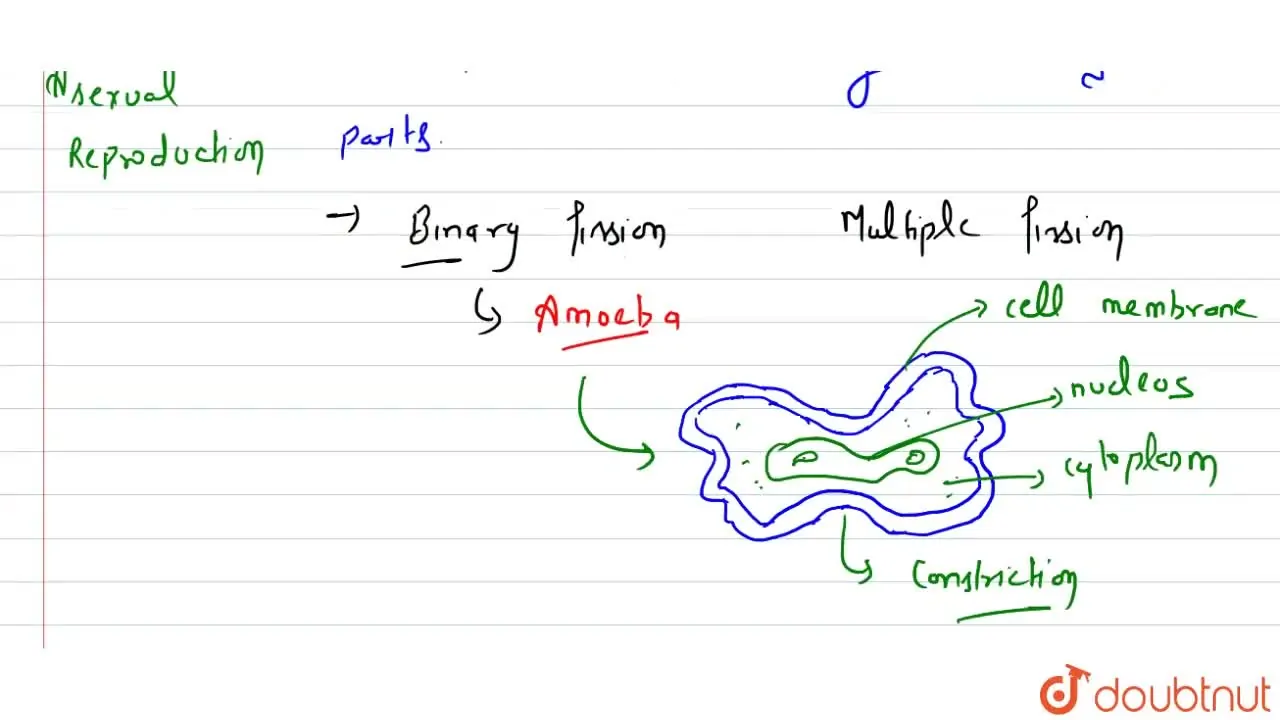 Draw a labelled diagram to show that particular stage of binary fissio