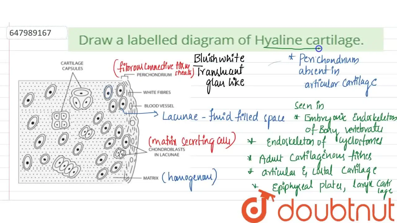 [Telugu Solution] Draw a labelled diagram of Hyaline cartilage.