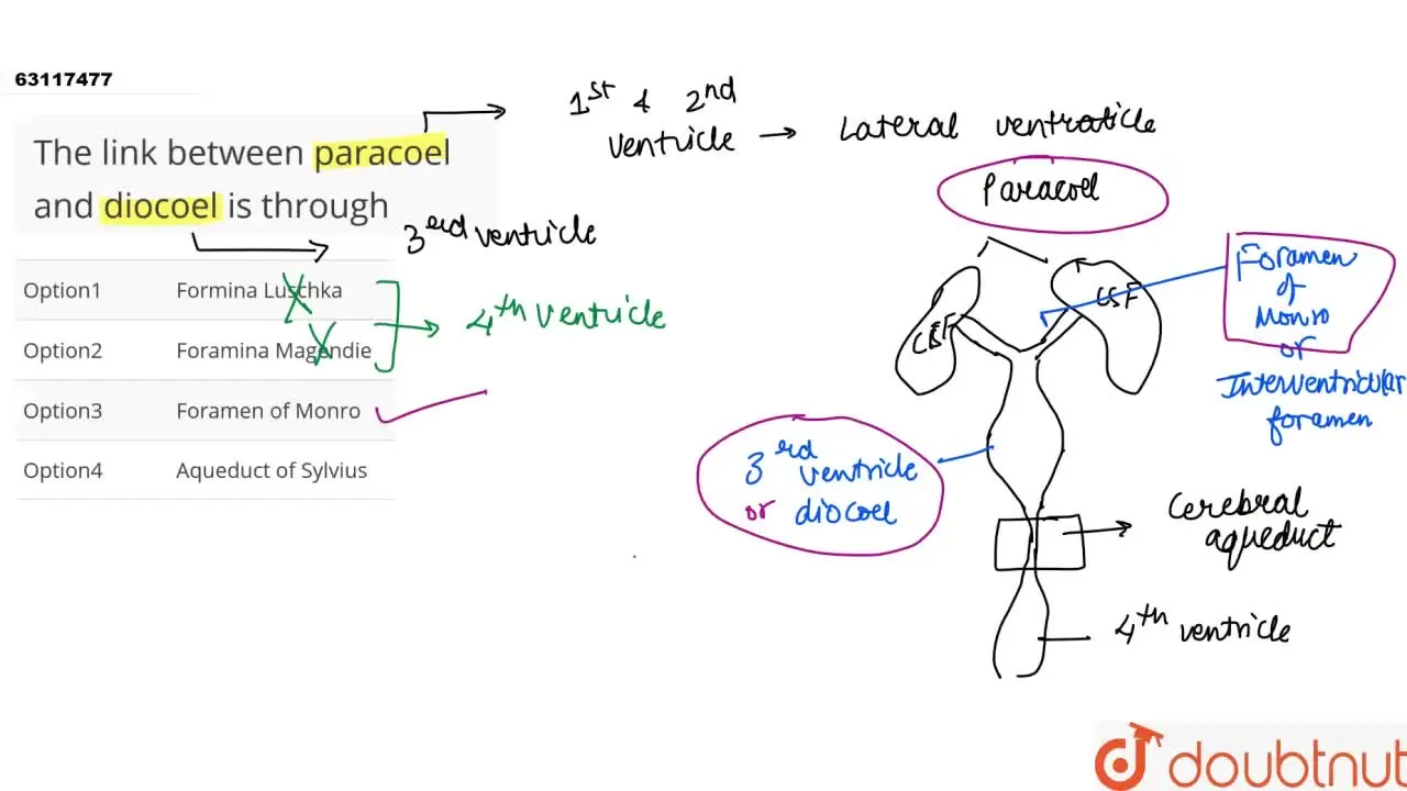 The link between paracoel and diocoel is through