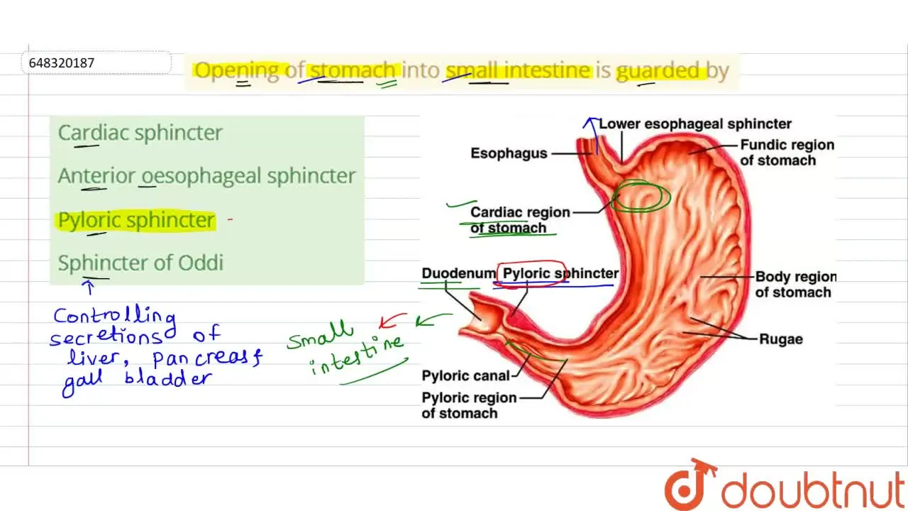 Opening of stomach into small intestine is guarded by