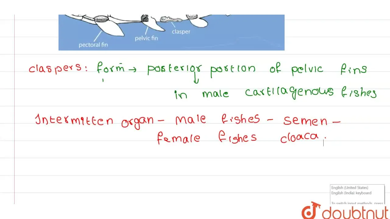 [Telugu Solution] What are claspers ? Which group of fishes possesses