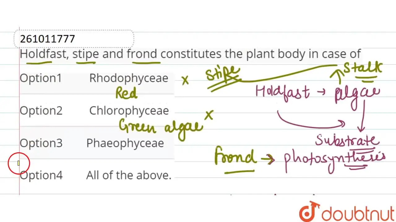 Holdfast, stipe and frond constitutes the plant body in case of