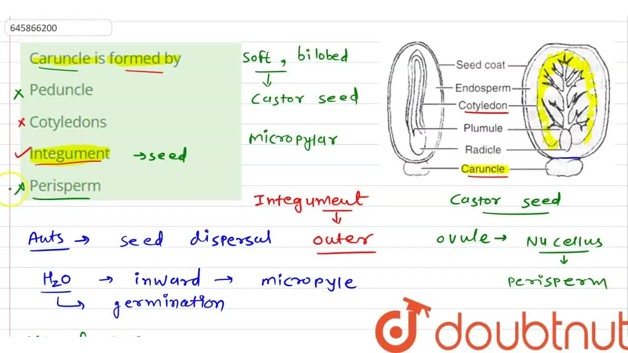 [Gujrati Solution] Caruncle is formed by