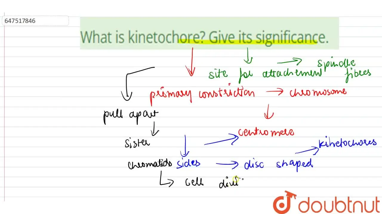 [Punjabi Solution] What is kinetochore? Give its significance.