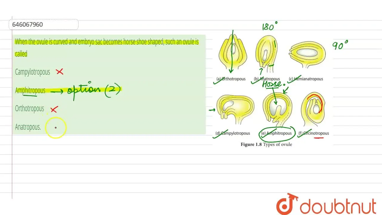 Ovule is curved and the embryo sac is horse-shoe shaped. Micropyle, ch