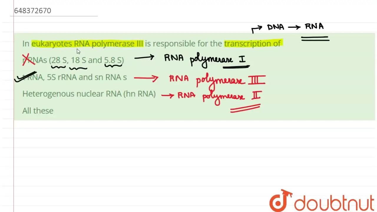 In eukaryotes RNA polymerase III is responsible for the transcription