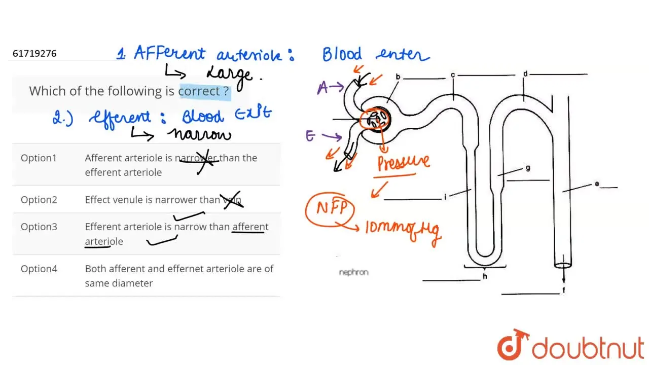 Efferent arteriole is narrow than afferent arteriole