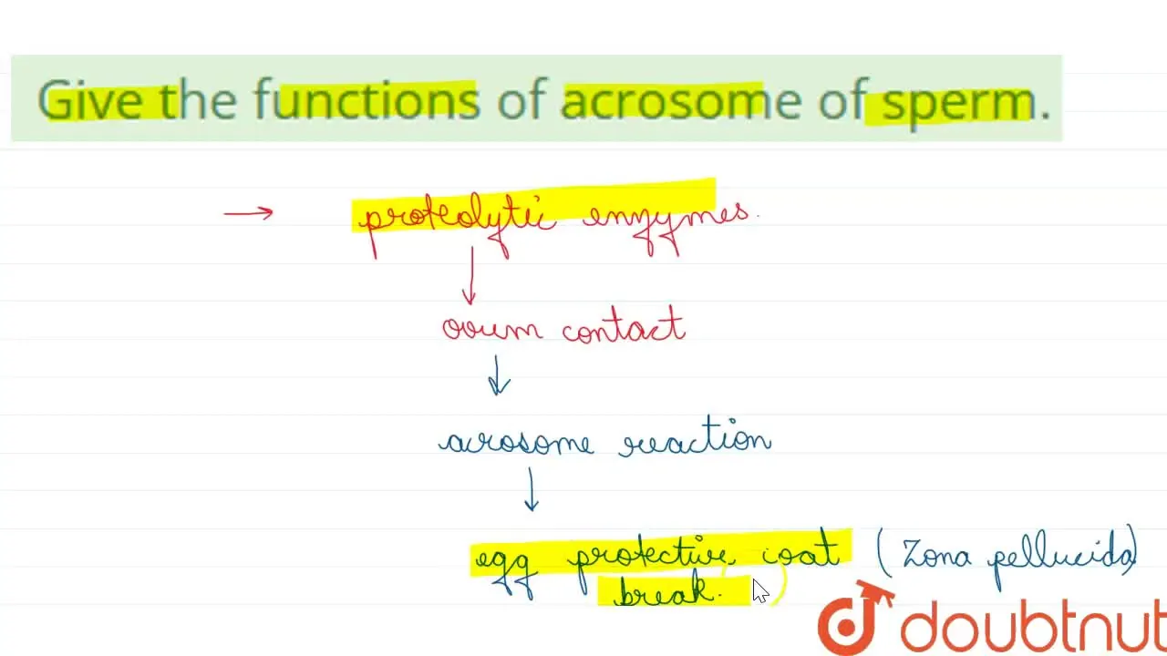 [Punjabi Solution] Give the functions of acrosome of sperm.