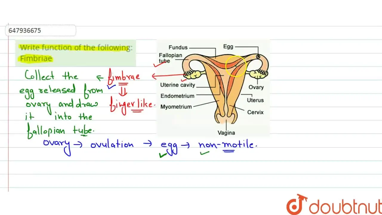 [Punjabi Solution] Write function of the following: Fimbriae