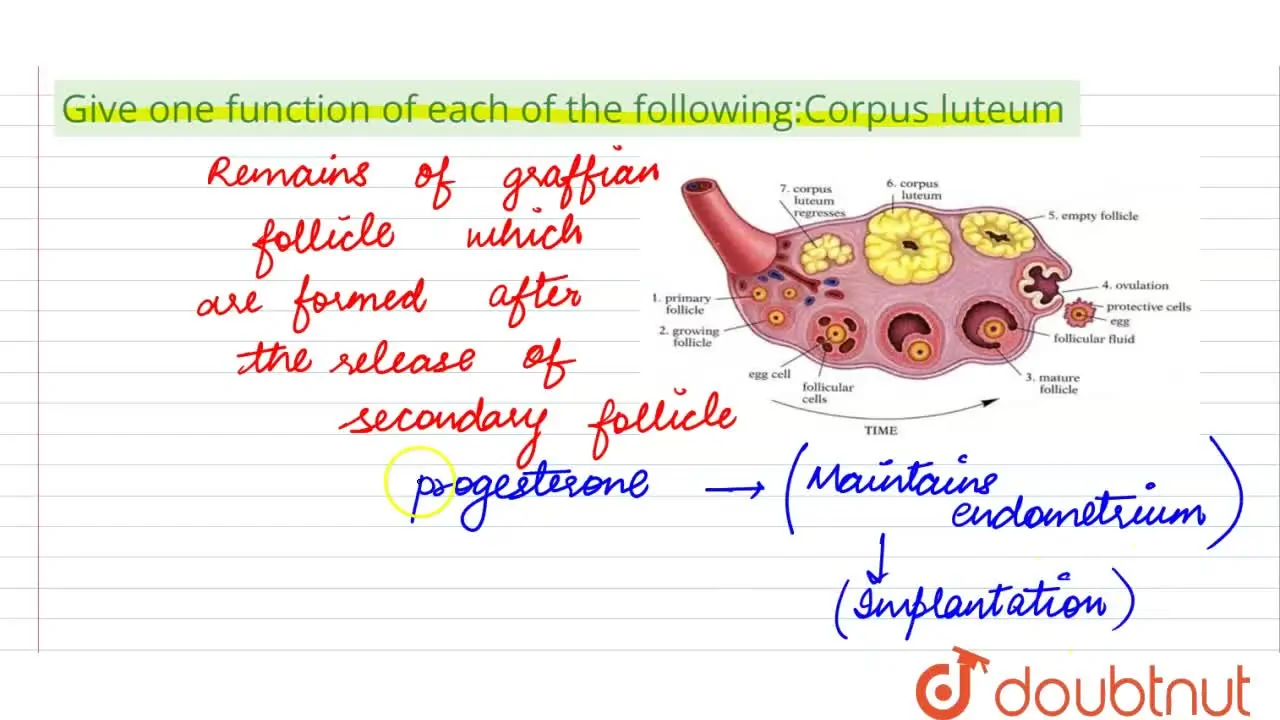 [Punjabi Solution] Give one function of each of the following:Corpus l