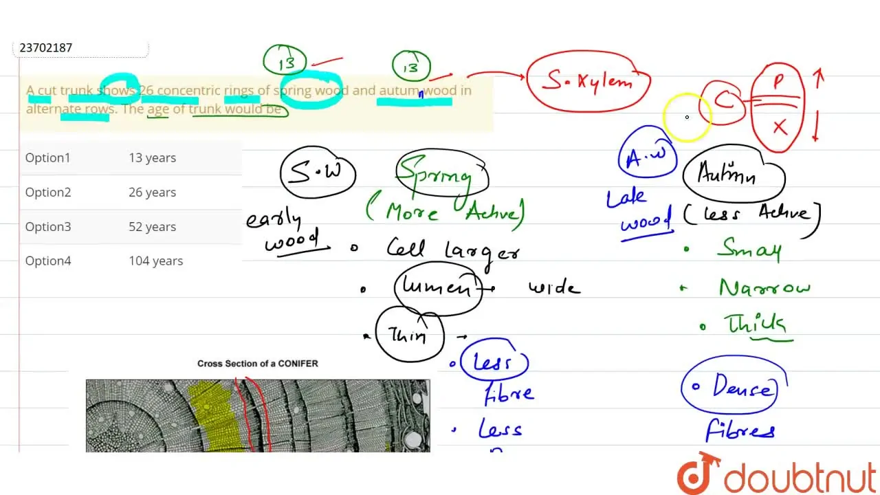 A cut trunk shows 26 concentric rings of spring wood and autum wood in